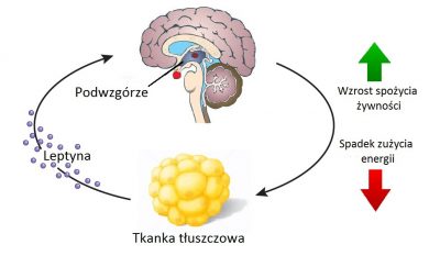 Blog - Tłuszcz a zdrowie cz.2 Reha Akademia